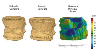 Digital Volume Correlation (DVC) | Skeletal Analysis | The University of Sheffield
